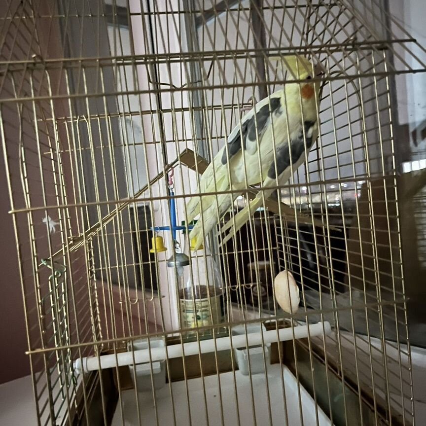 Попугай корелла