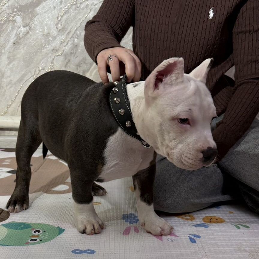 Американский булли, щенок