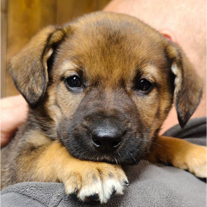 Немецкая овчарка, щенок