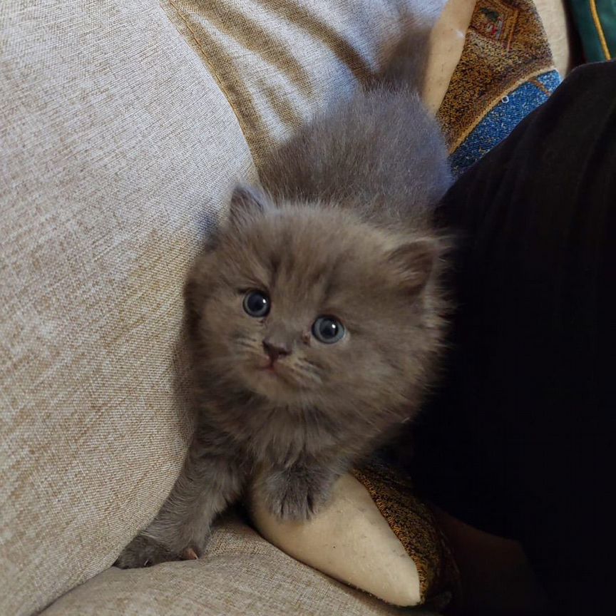 Британские котята