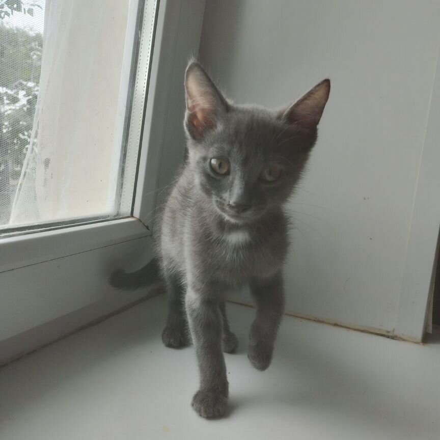 Кошка