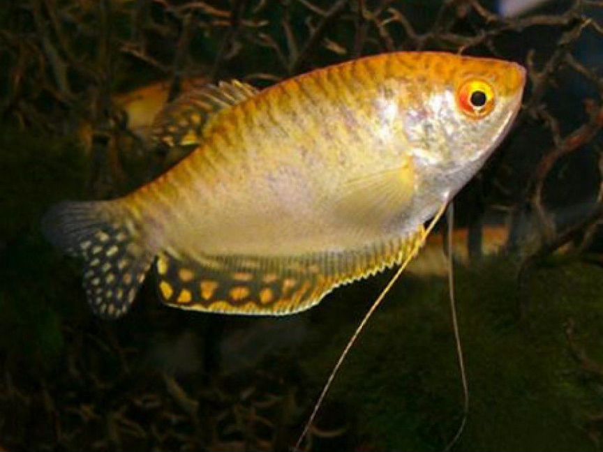 Гурами рыба