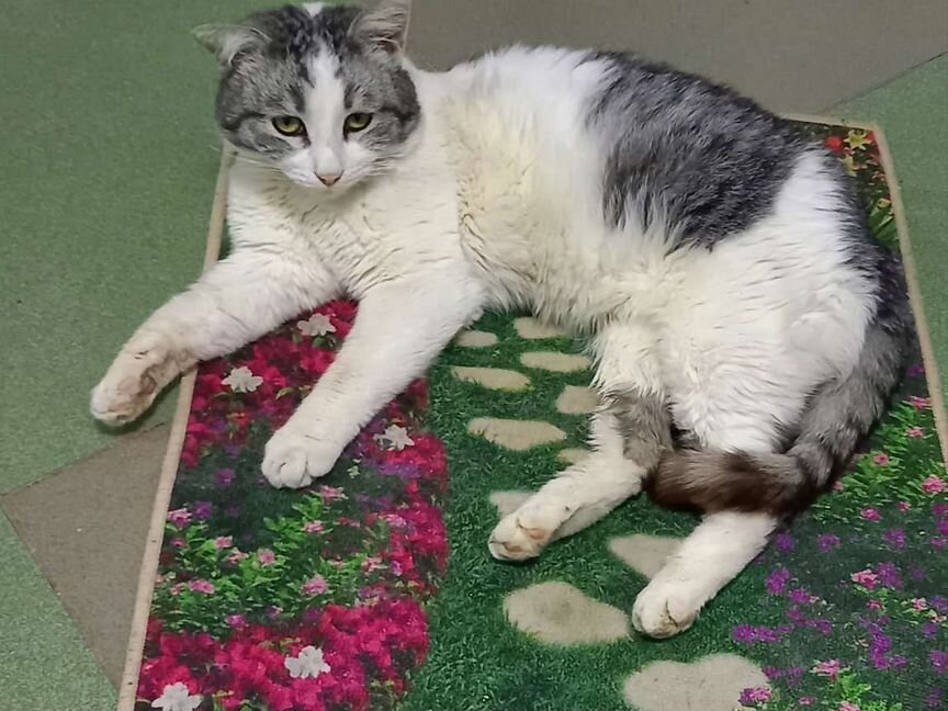 Котик в добрые руки