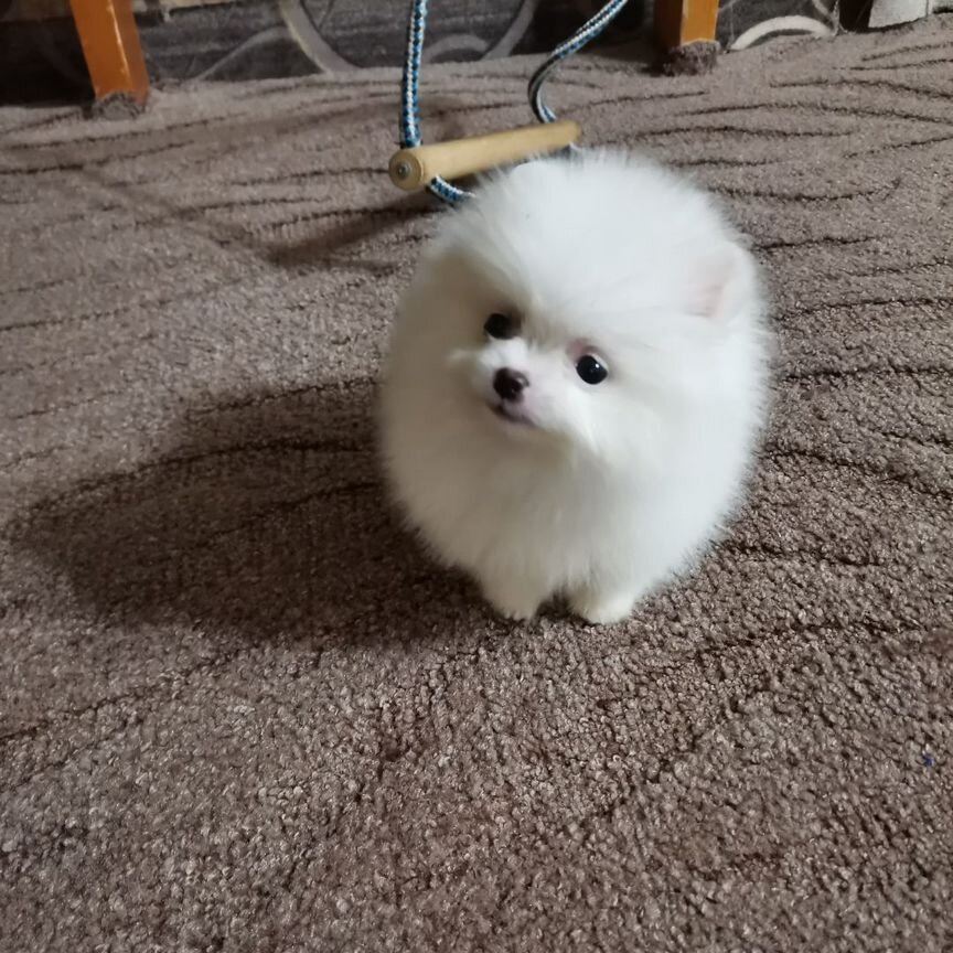 Белый померанский шпиц