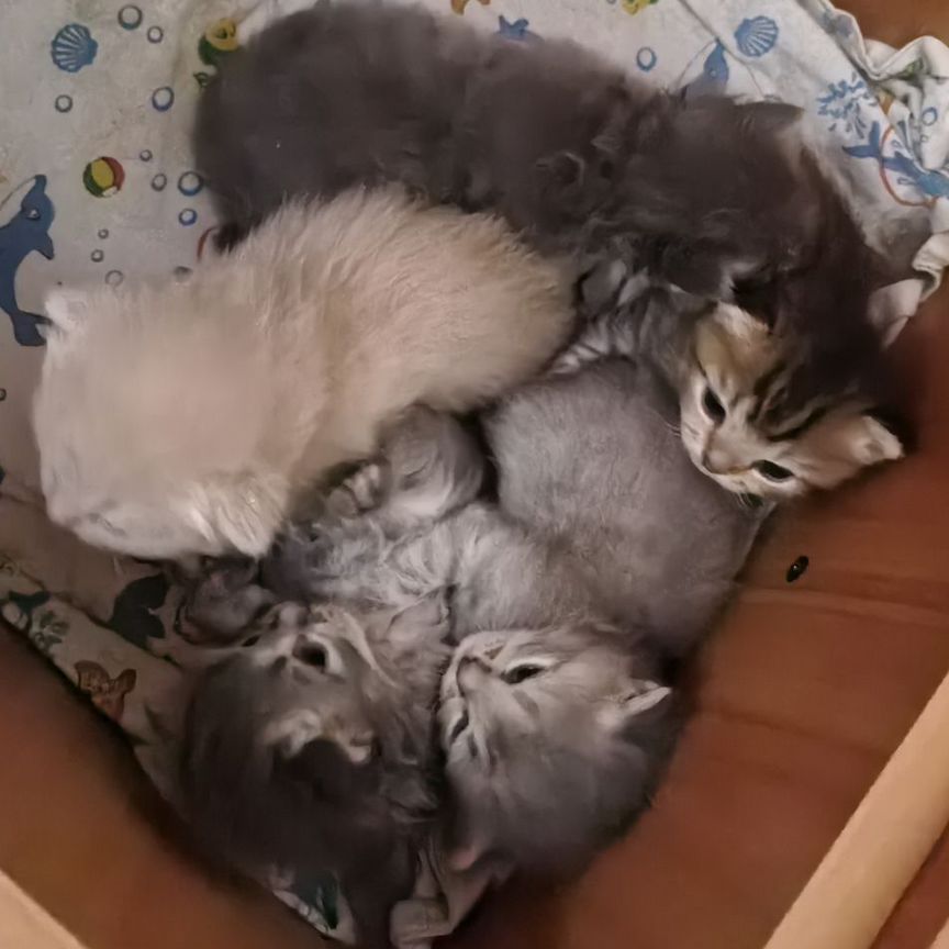 Котёнок в добрые руки