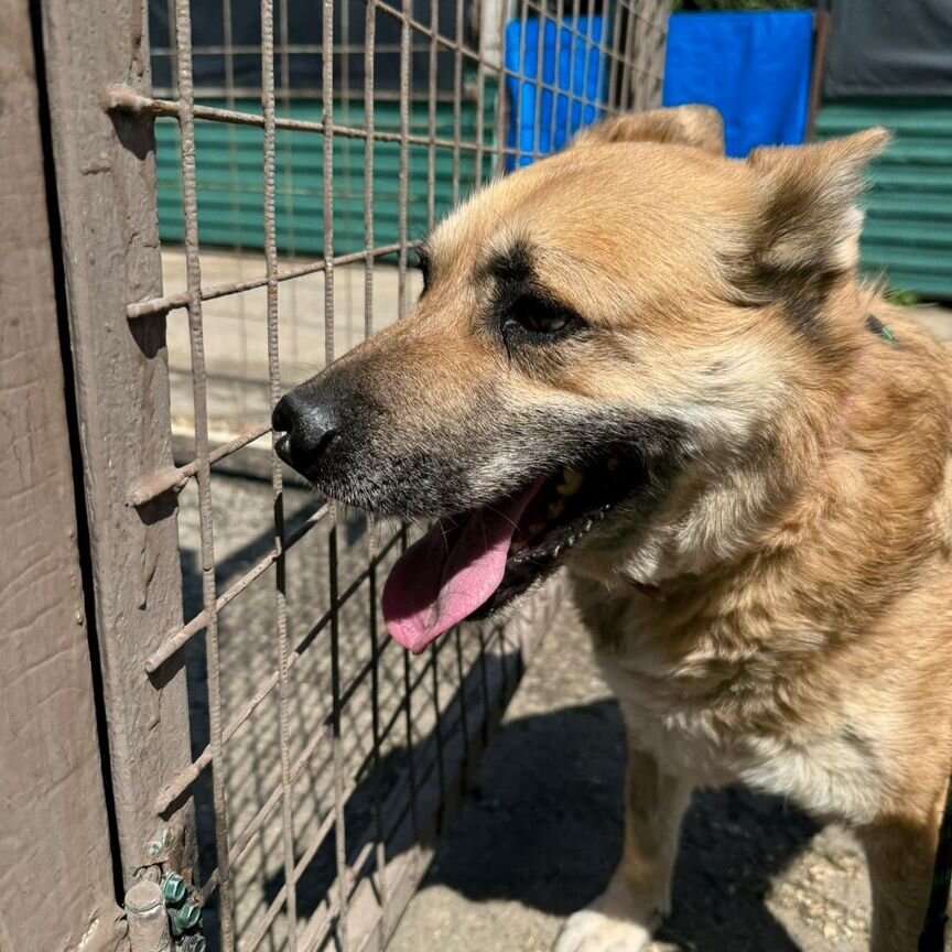 Спасите собаку из приюта