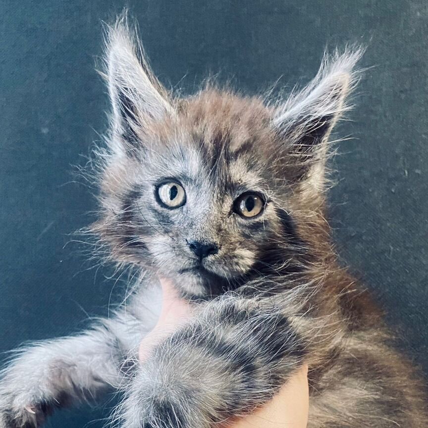 Мейн-кун мальчик черный дым