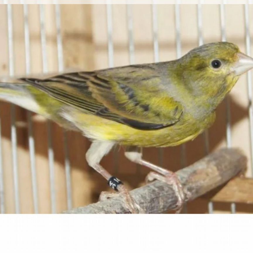 Русская канарейка овсяночного напева