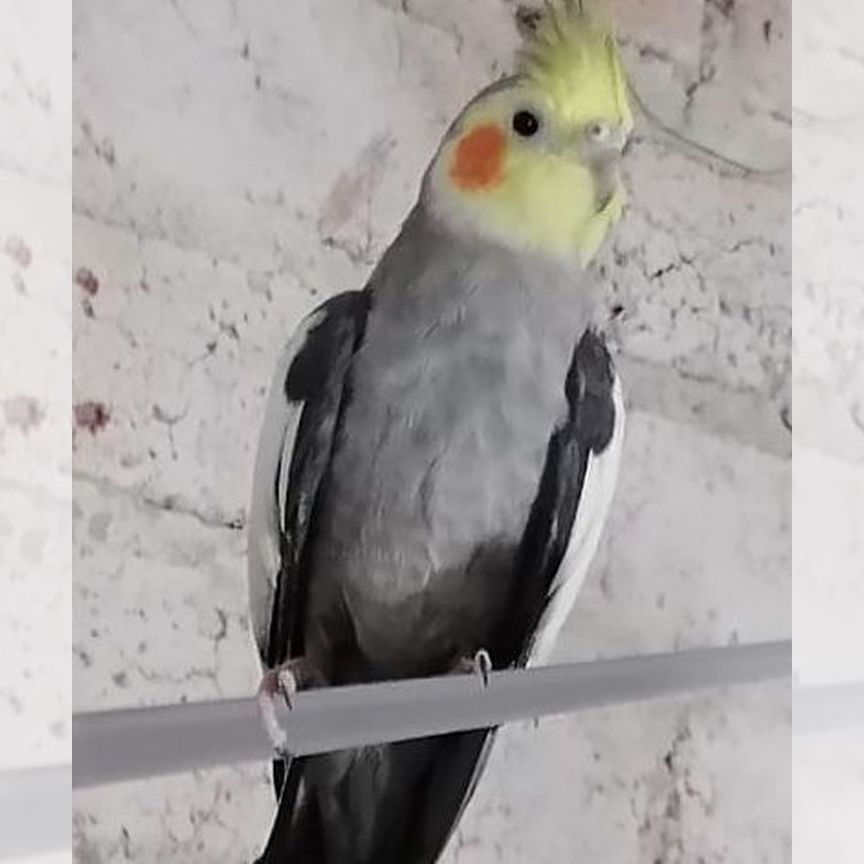 Обменяю Попугая корелла мальчик на девочку