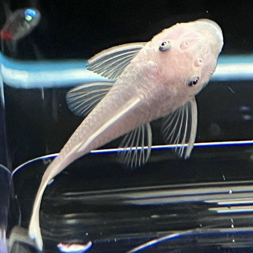 Сом L144 Snow White - мальки 1,5 см (10 шт)