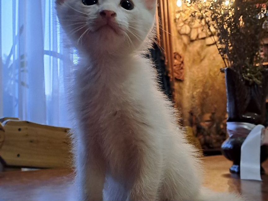 Котята Русской белой