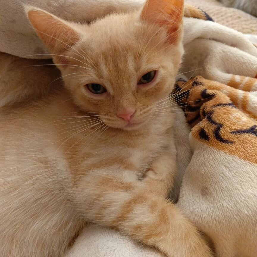 Котенок мальчик