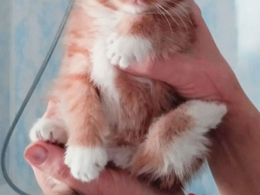 Котята рыжие девочка и мальчик около 1,5 месяцев