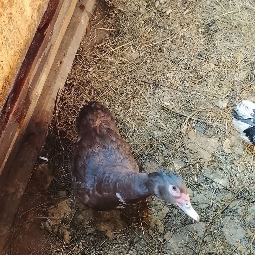 Мускусные утки