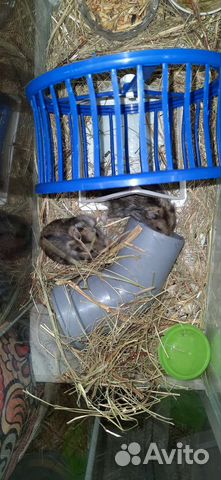 Джунгарский хомяк мальчик