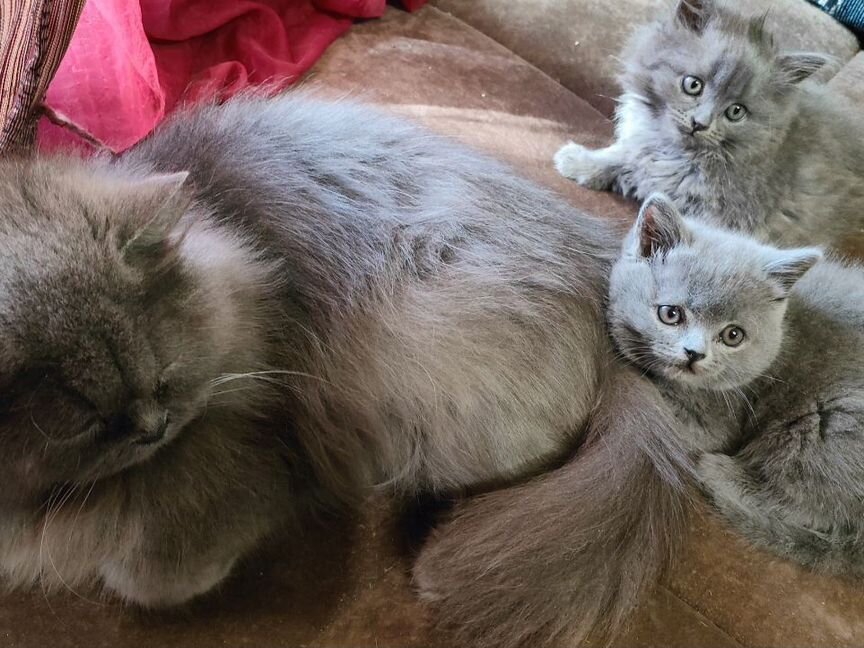 Котята