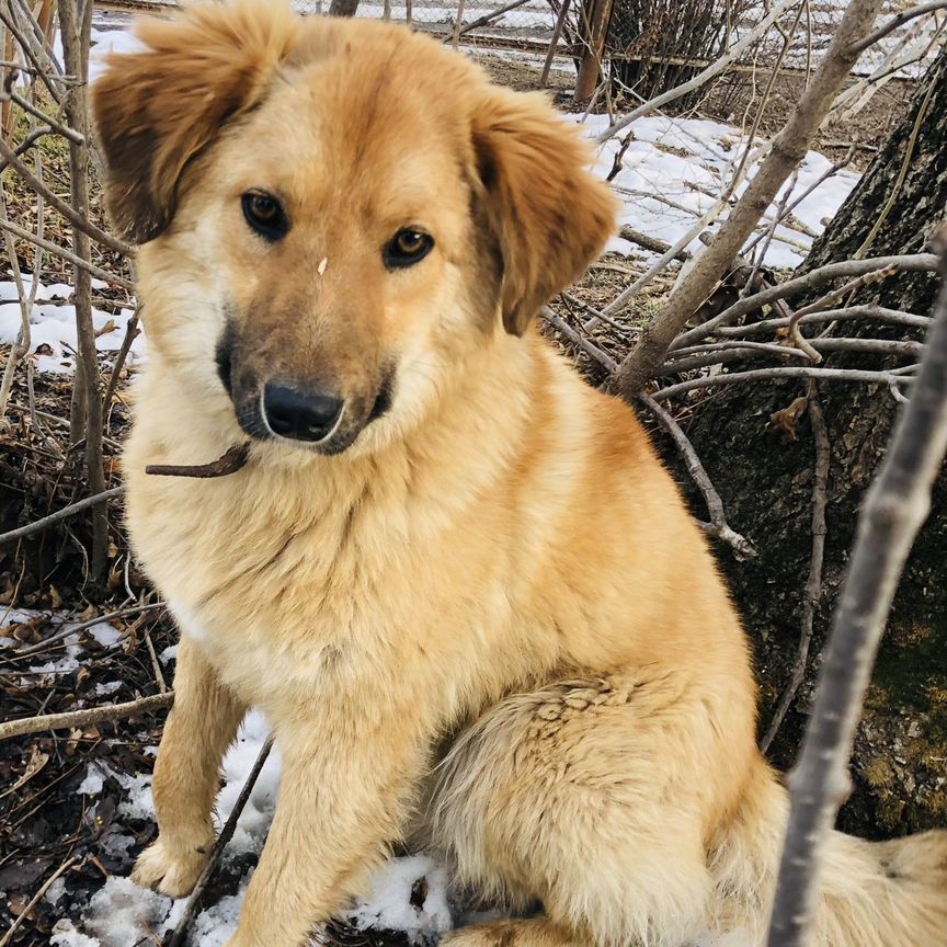Щенок мальчик в добрые руки