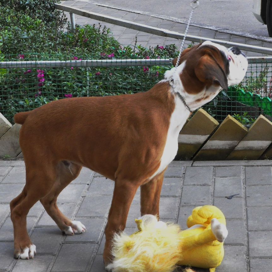 Боксер, щенок