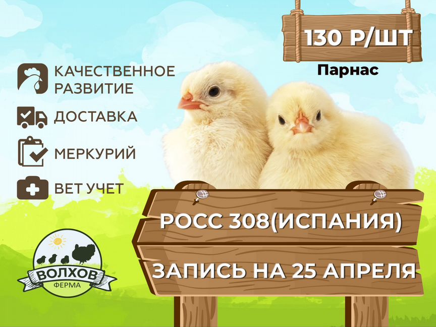 Цыплята бройлер росс308 бесплатная доставка Парнас