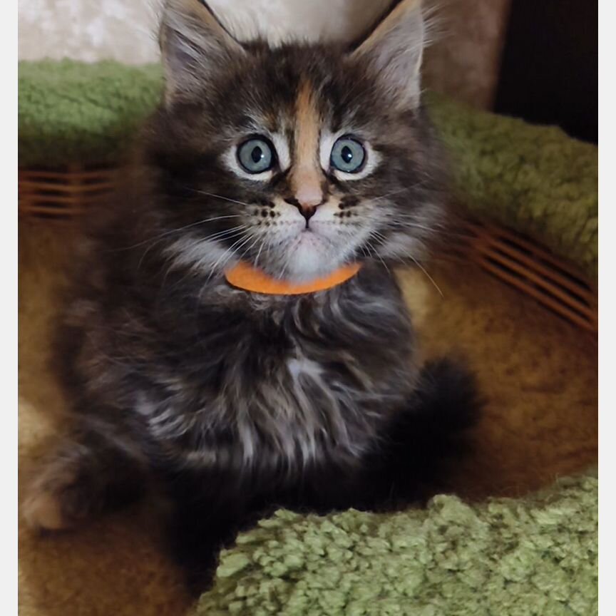 Котёнок Мейн-Кун из питомника от Чемпиона Девочка