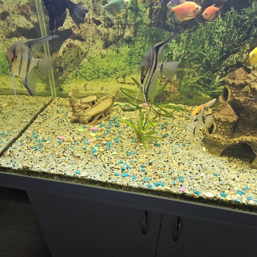 Рыбки для аквариумары