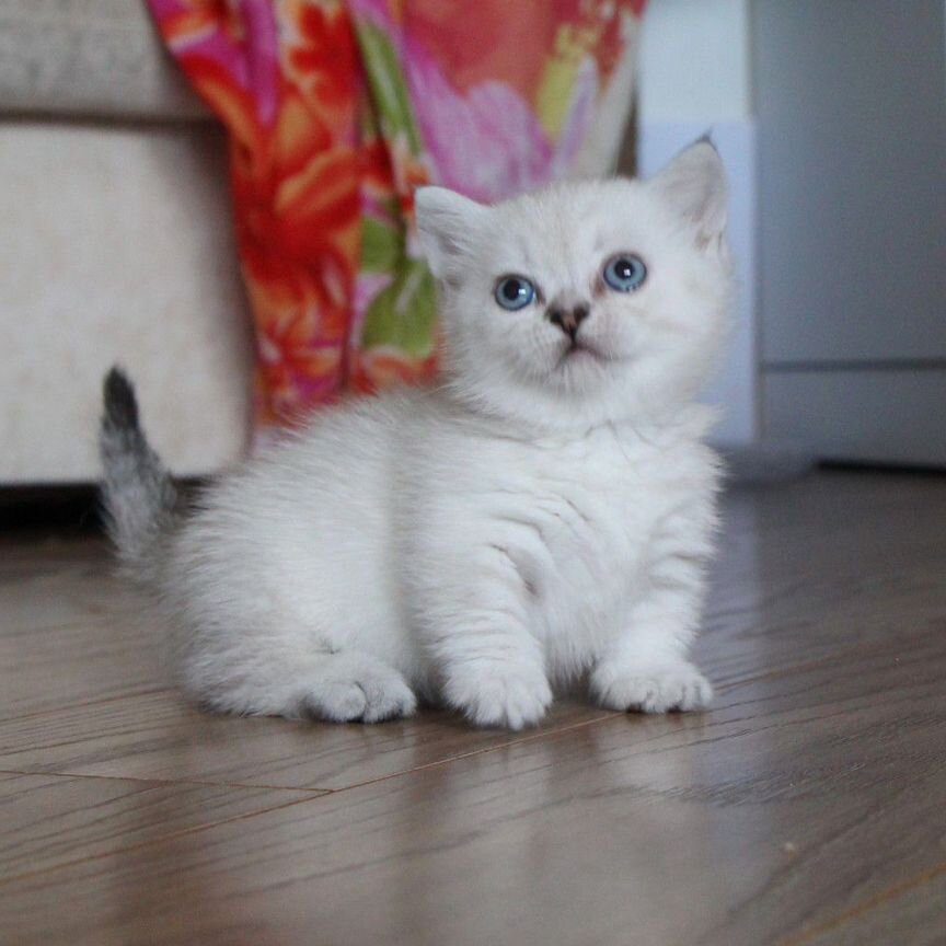 Коротколапый котенок - Королева Грез