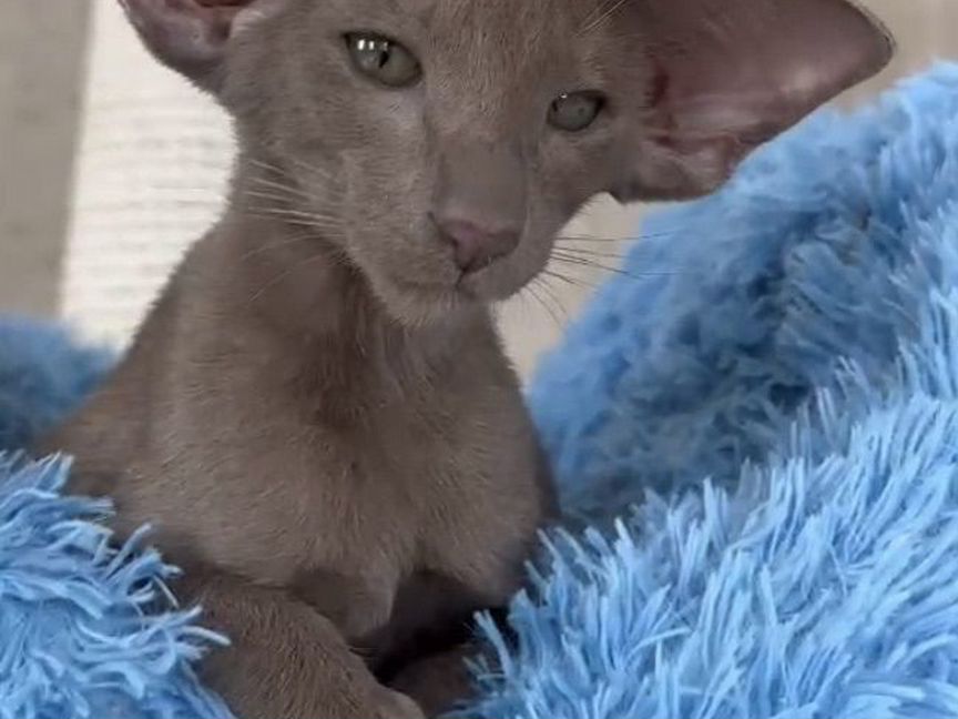 Ориентальные котята в экстримальном типе