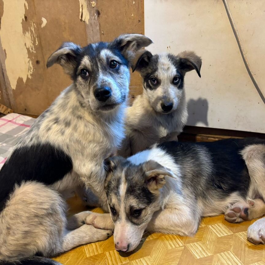 Щенки в добрые руки