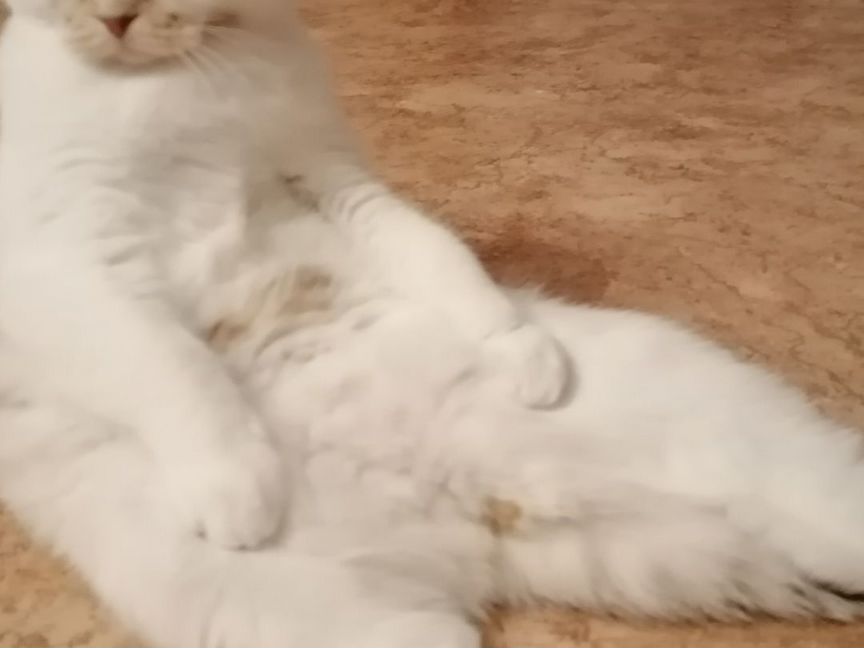 Вязка. Шотландская вислоухая кошка