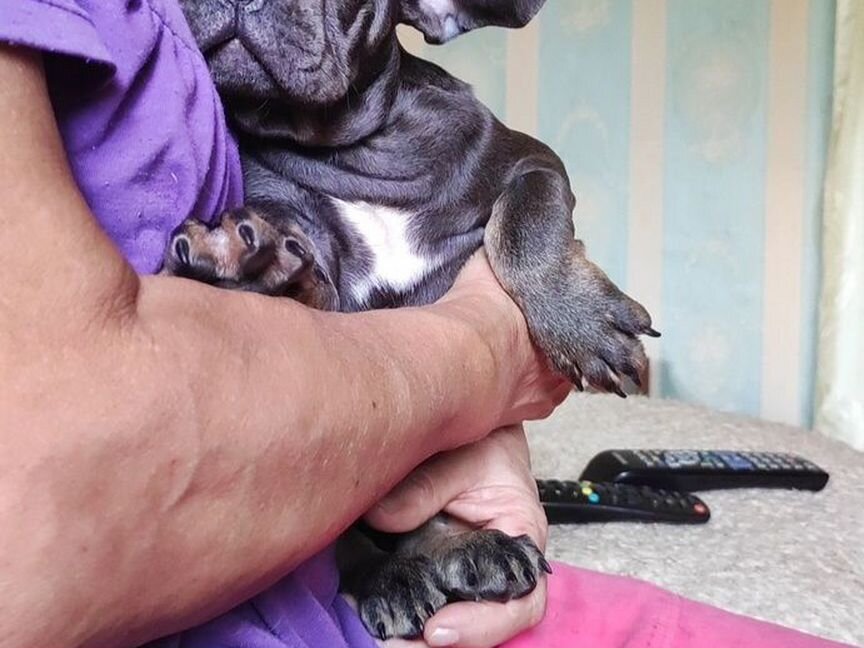 Мальчик голубая рыбка золотая почти 3 мес