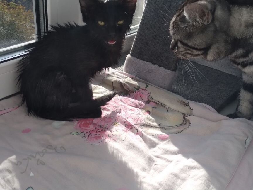 Котенок девочка бесплатно