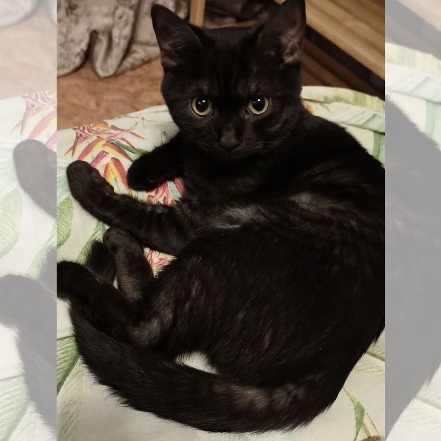 Британский короткошёрстный котёнок