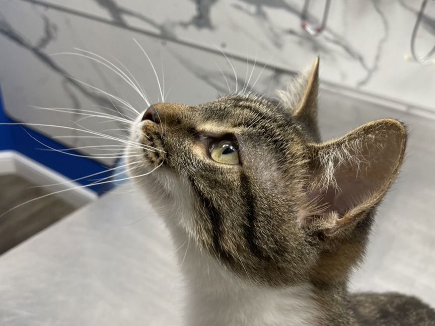 Кот Фисташ в добрые руки