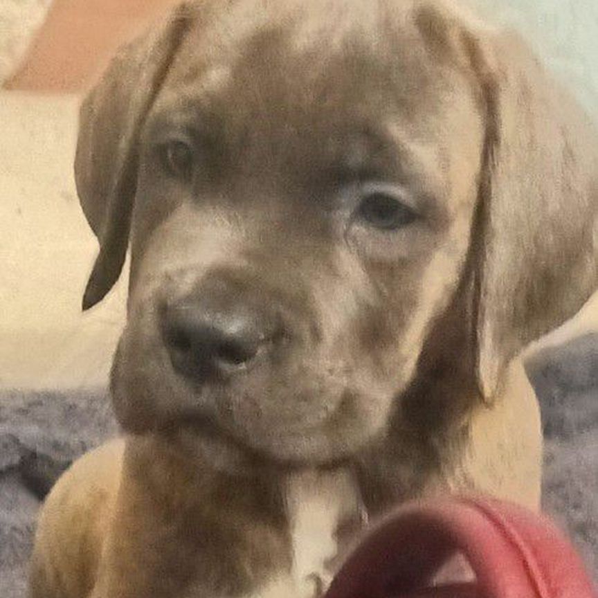 Кане корсо мальчик