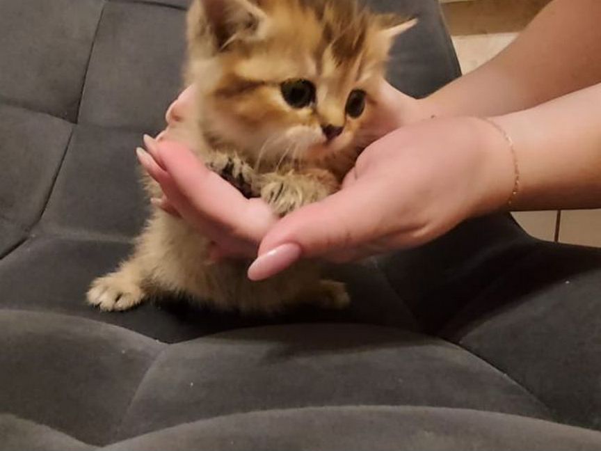 Котята от золотой британской шиншиллы