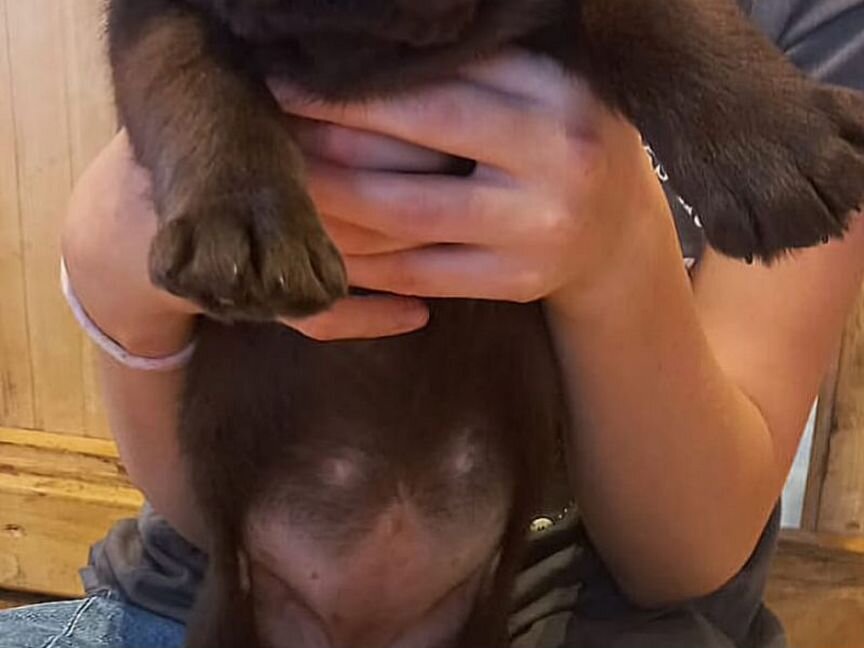 Шоколадные щенки Лабрадора