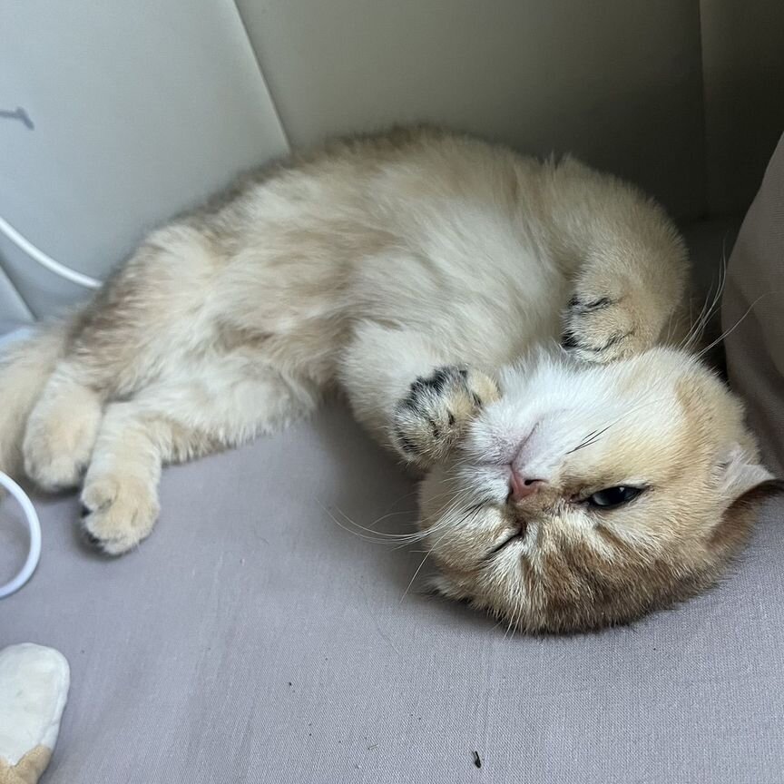 Золотая шиншилла скоттиш фолд