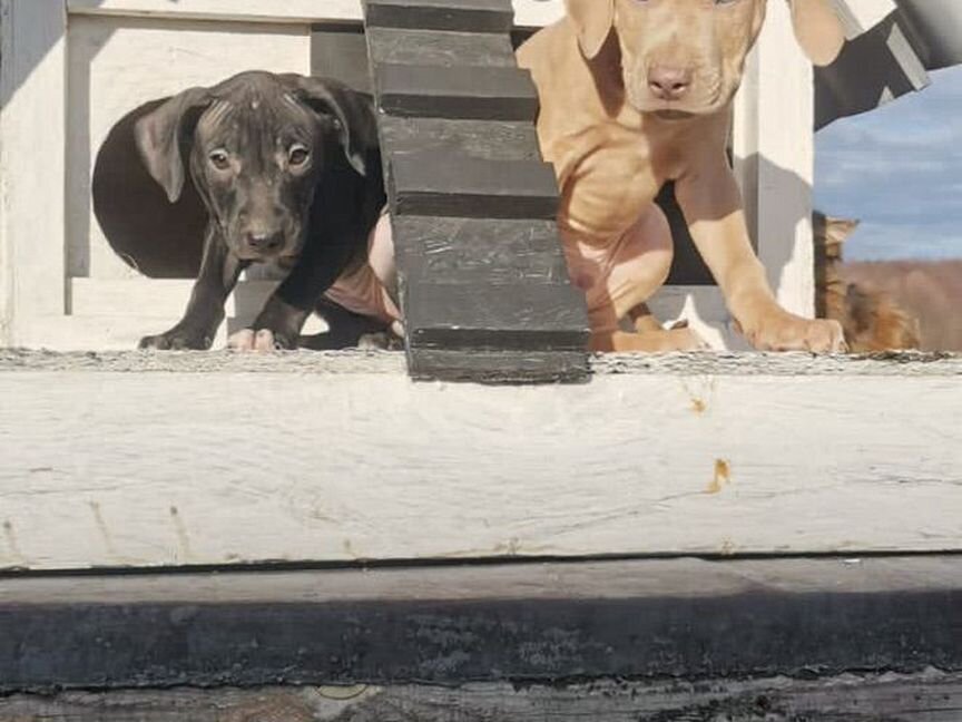 Американский питбультерьер