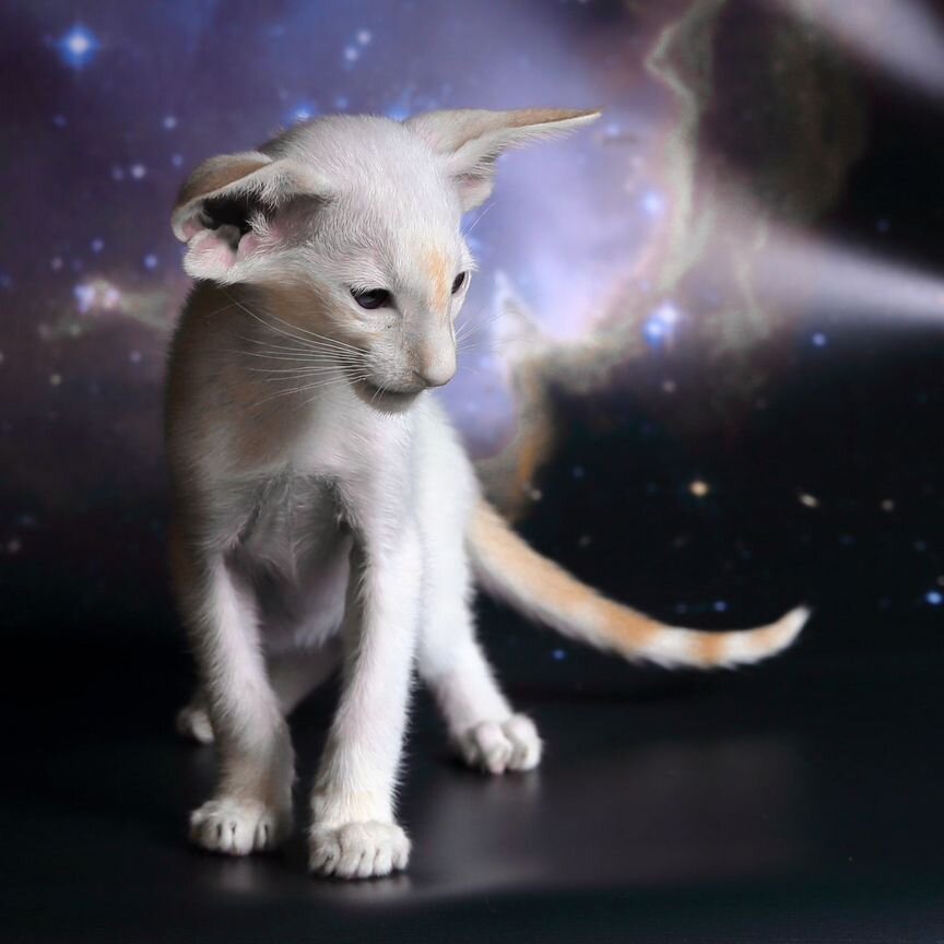 Ориентальный котенок мальчик
