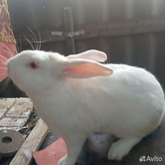 Продам кролика белый паннон и полтавское серебро