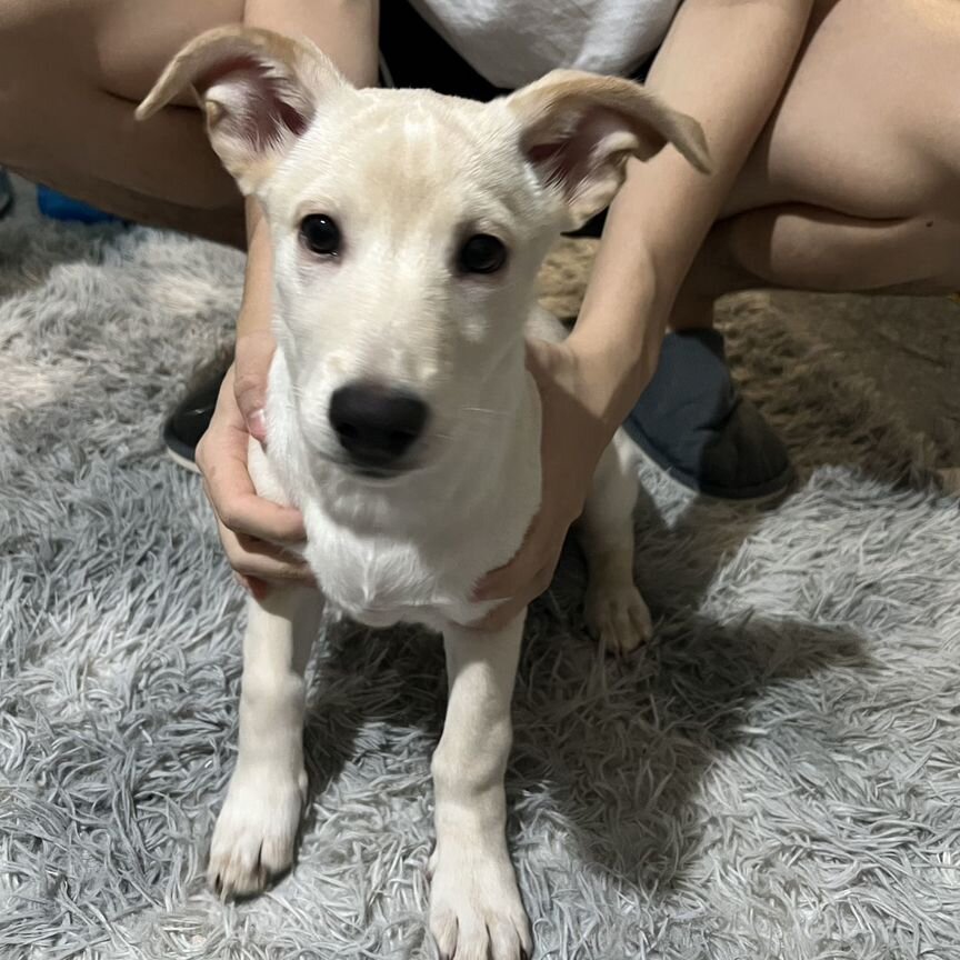 Джек-рассел-терьер, щенок