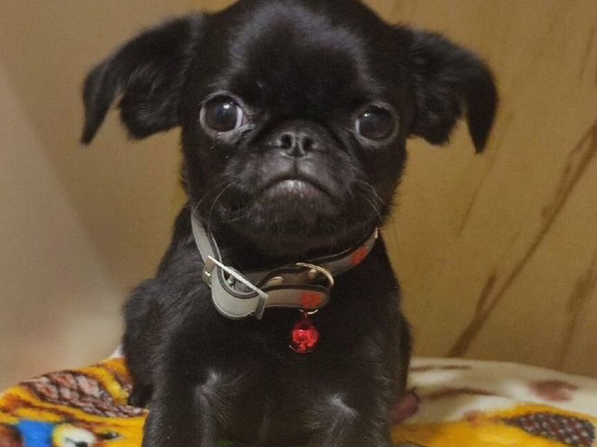 Щенок пти брабансона, мальчик, чёрный