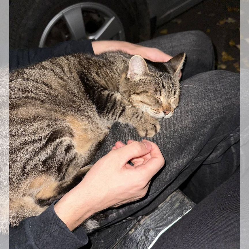 Кошка в добрые руки