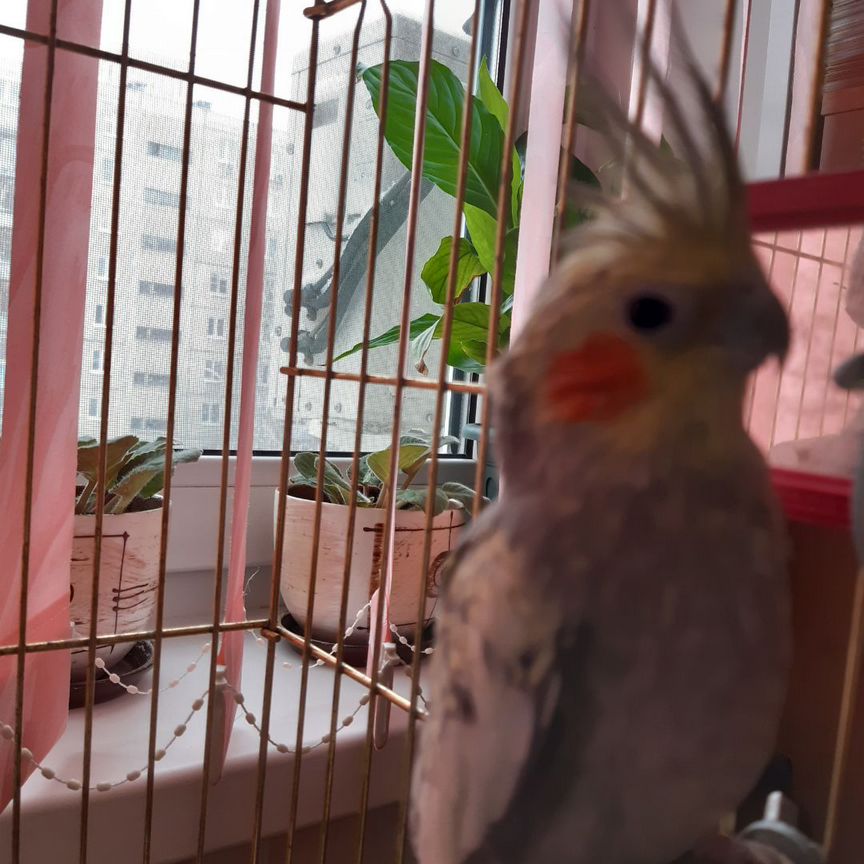 Попугай корелла, мальчик