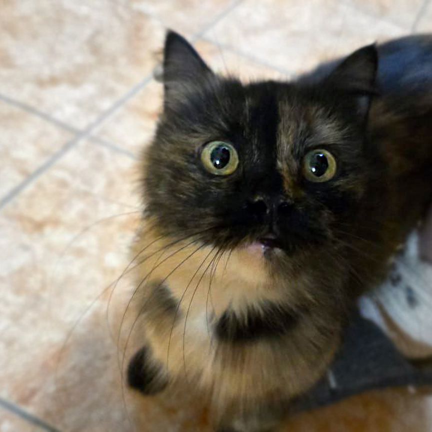 Кошечка, которую выгнали на улицу, ищет новый дом