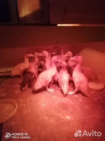 Индоутята две недели