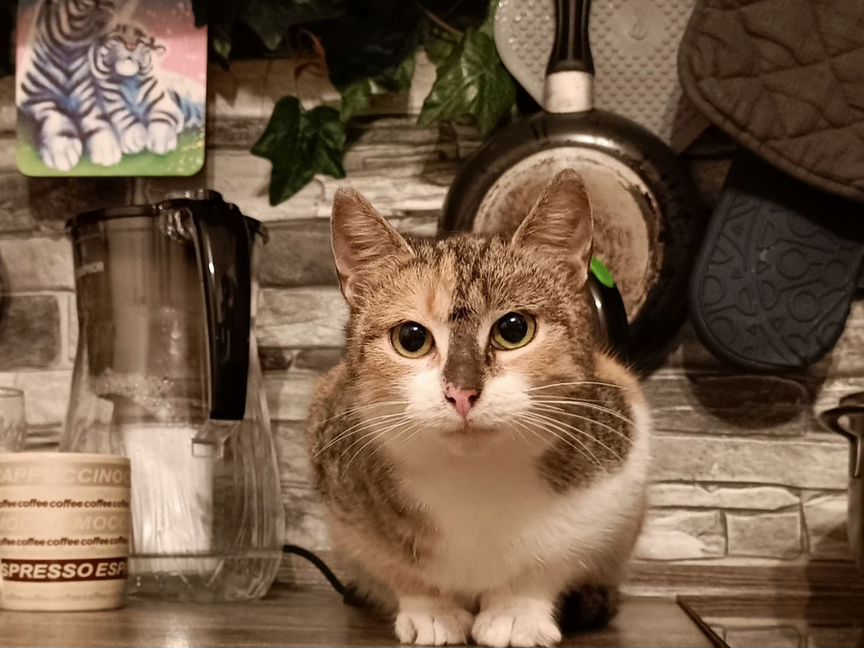 Необыкновенно изящная кошечка, в добрые руки