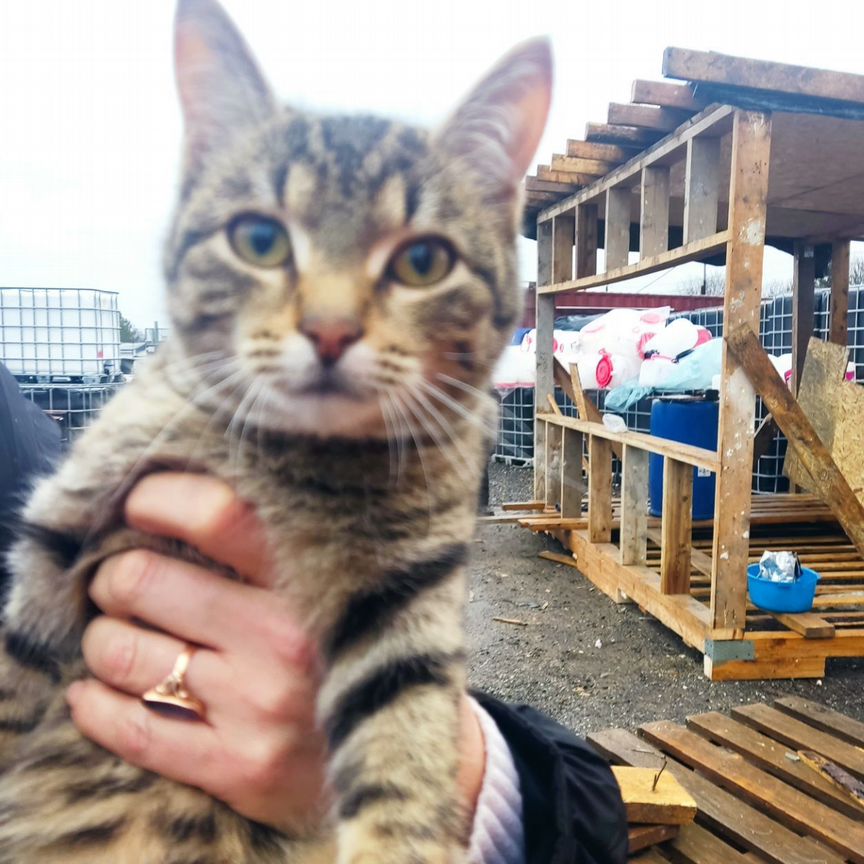 Котёнок в добрые руки