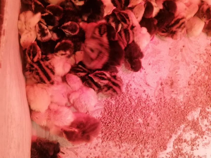 Перепела несушки