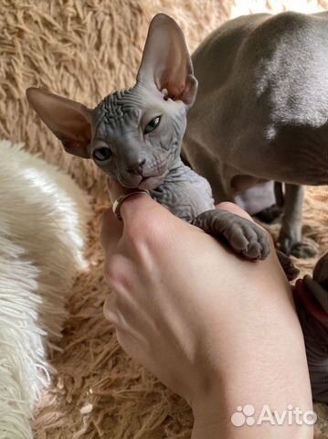 Продам котят канадского сфинкса
